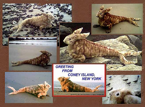 Sea Rabbits Swim Ashore in Coney Island, Up For Adoption | Amusing the ...