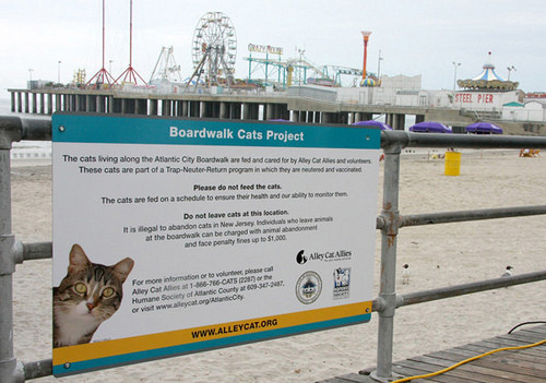 AC Boardwalk, Disneyland Have Model Programs for Feral Cats–Why Not ...